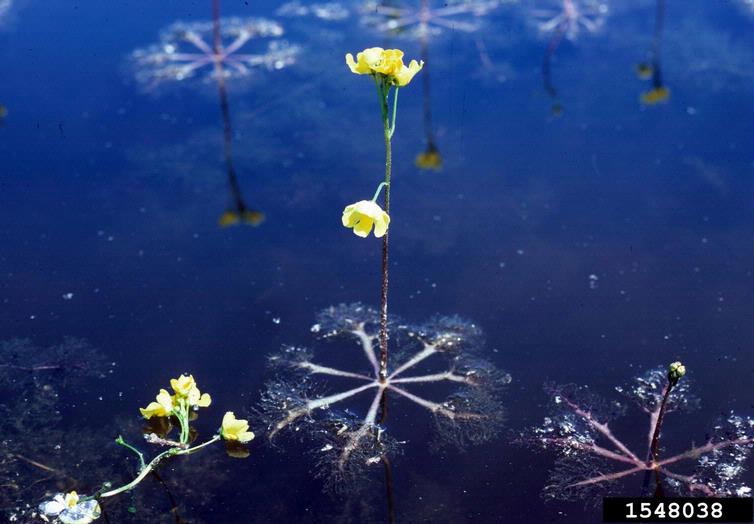 Island Ecology for Educators 2020 - Swollen Bladderwort