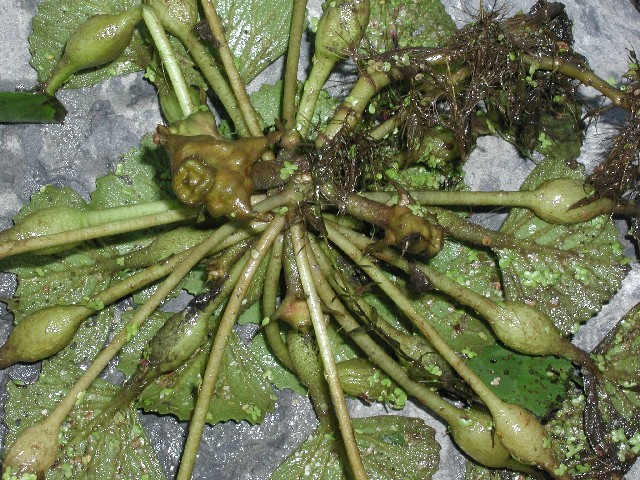 water chestnut | Connecticut Invasive Plant Working Group