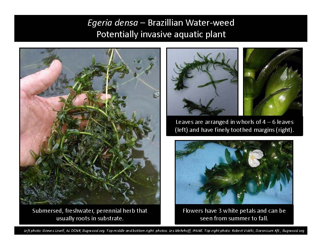 Photo Notebook | Connecticut Invasive Plant Working Group