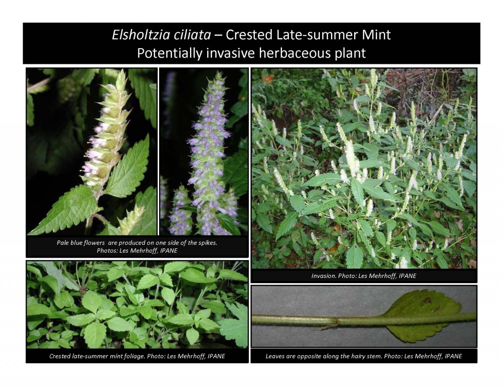 Photo Notebook | Connecticut Invasive Plant Working Group