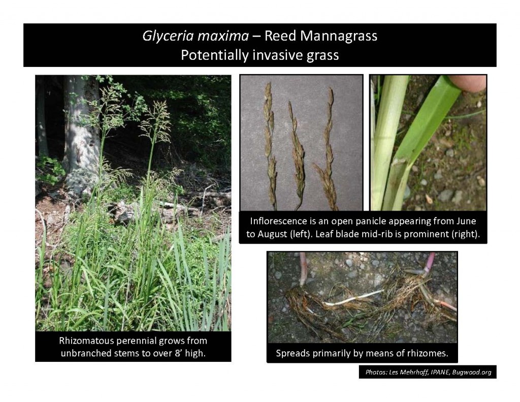 Photo Notebook | Connecticut Invasive Plant Working Group