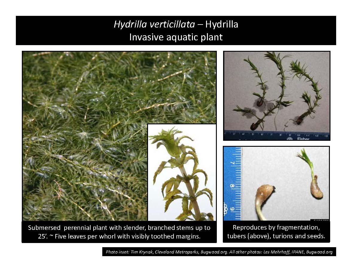 Photo Notebook | Connecticut Invasive Plant Working Group