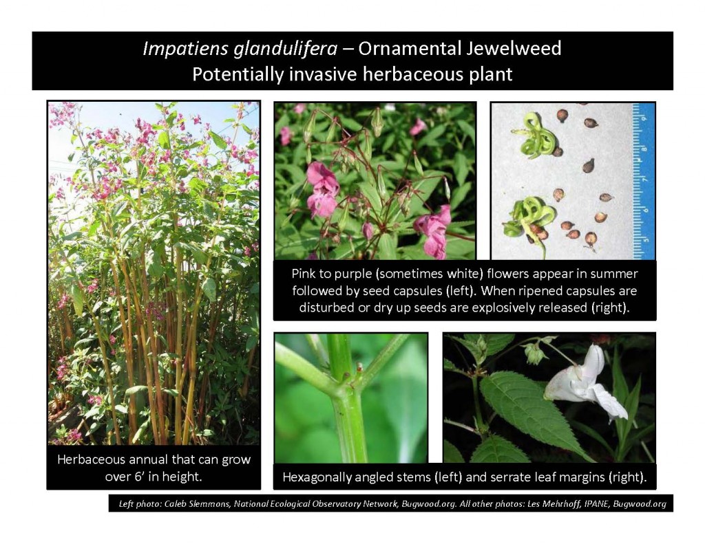 Photo Notebook | Connecticut Invasive Plant Working Group