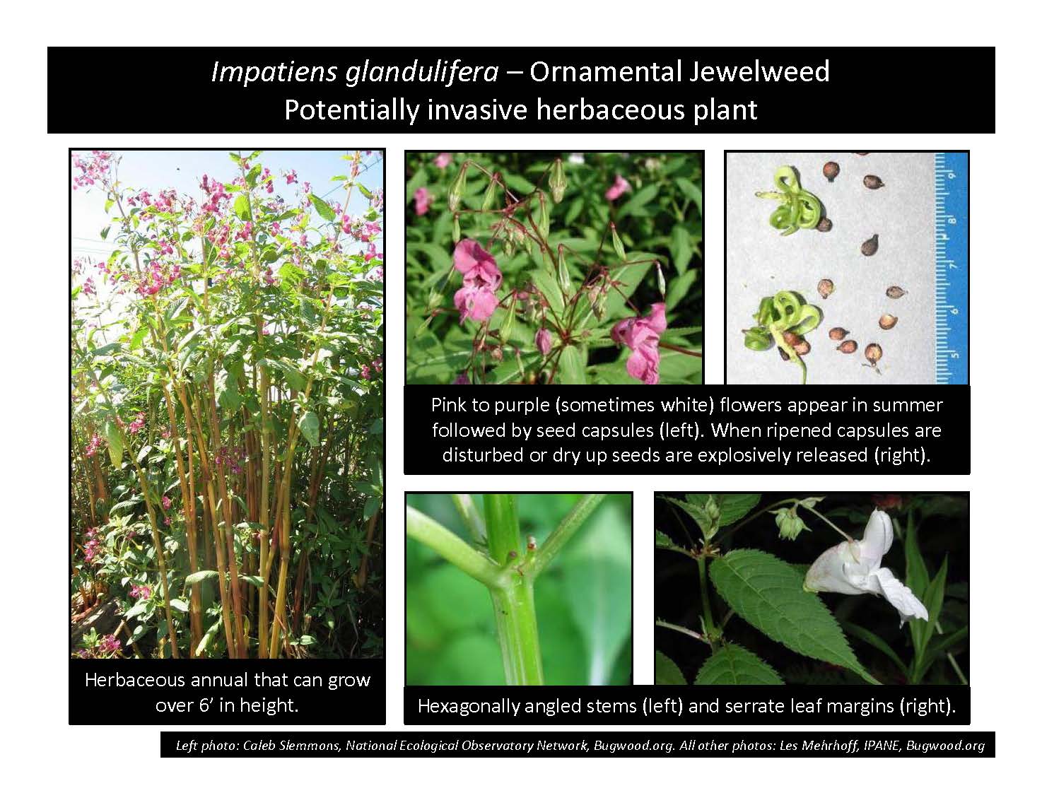 Photo Notebook | Connecticut Invasive Plant Working Group