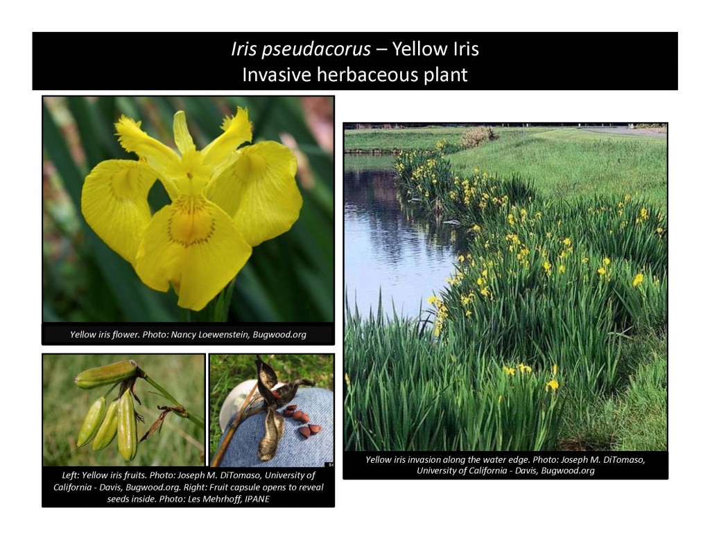 Photo Notebook | Connecticut Invasive Plant Working Group