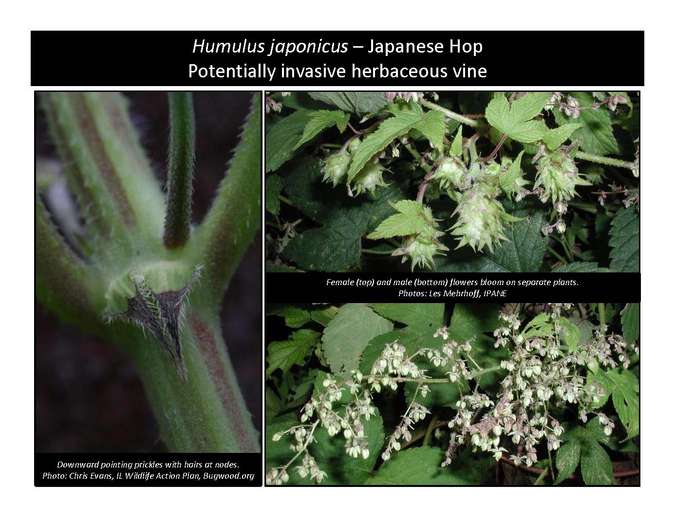 Photo Notebook | Connecticut Invasive Plant Working Group