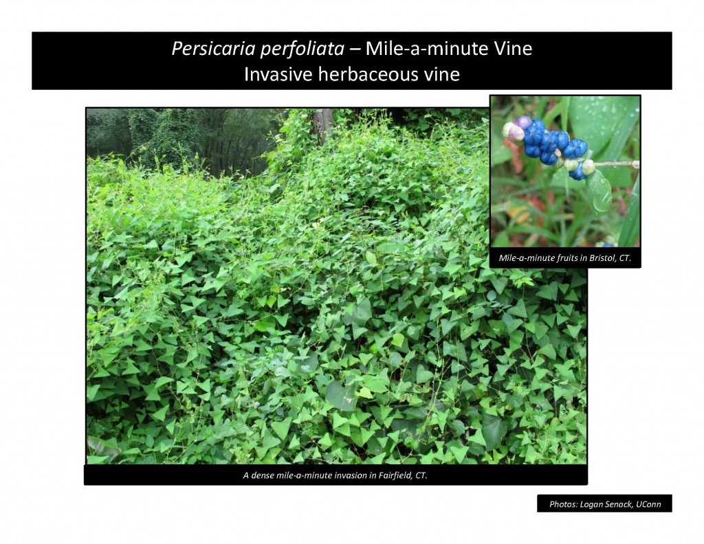 Photo Notebook | Connecticut Invasive Plant Working Group