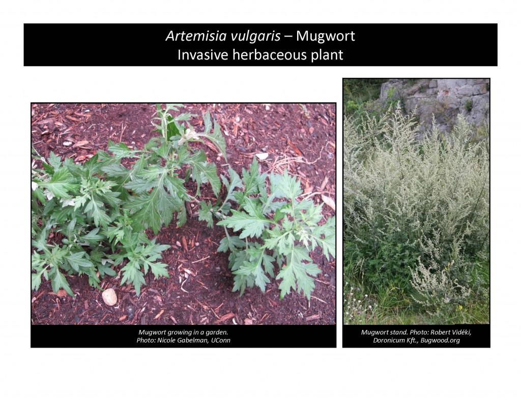 Photo Notebook | Connecticut Invasive Plant Working Group