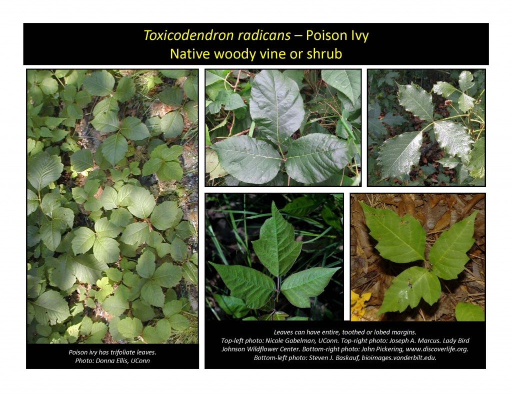 Photo Notebook | Connecticut Invasive Plant Working Group