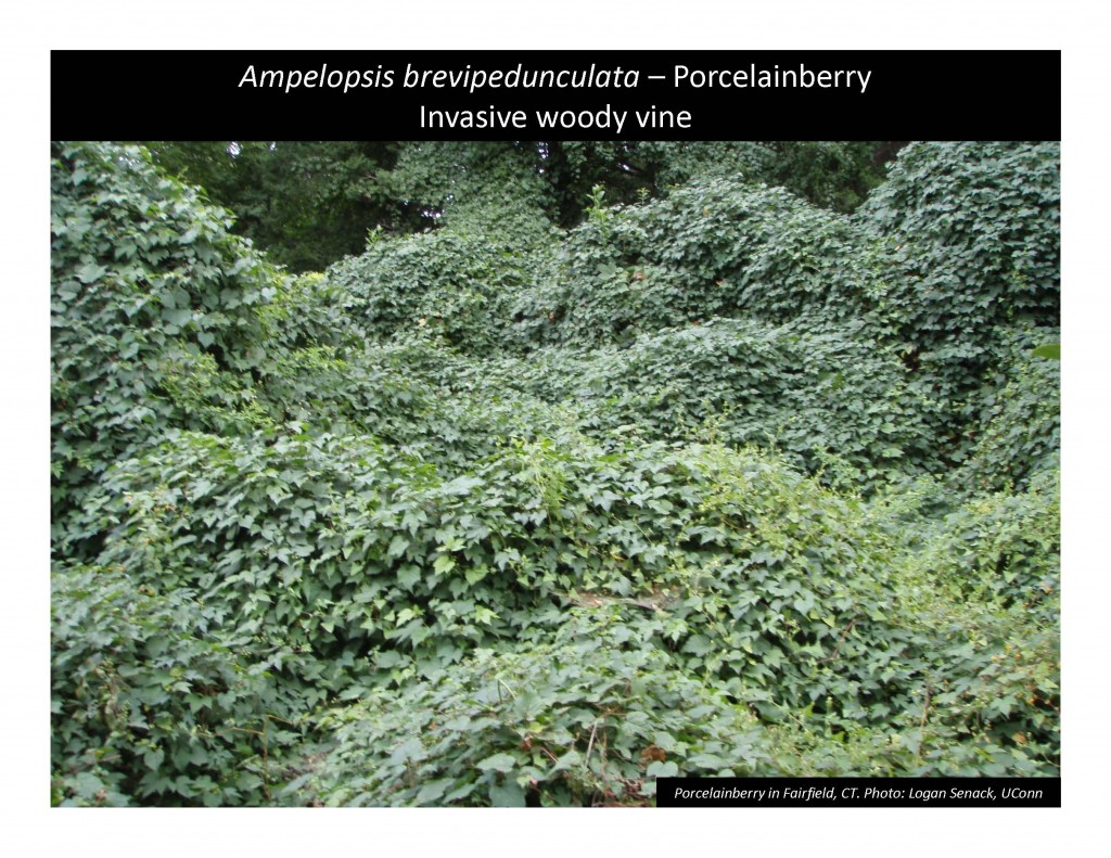 Photo Notebook | Connecticut Invasive Plant Working Group