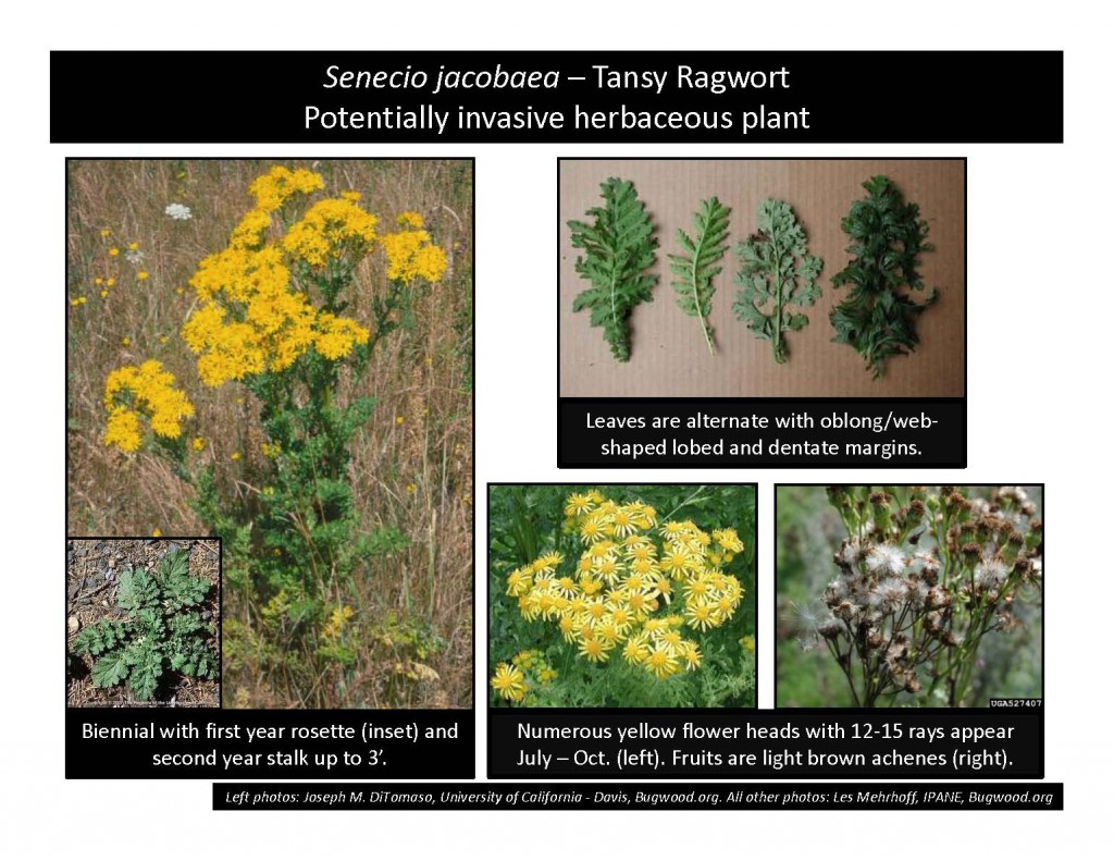 Photo Notebook | Connecticut Invasive Plant Working Group