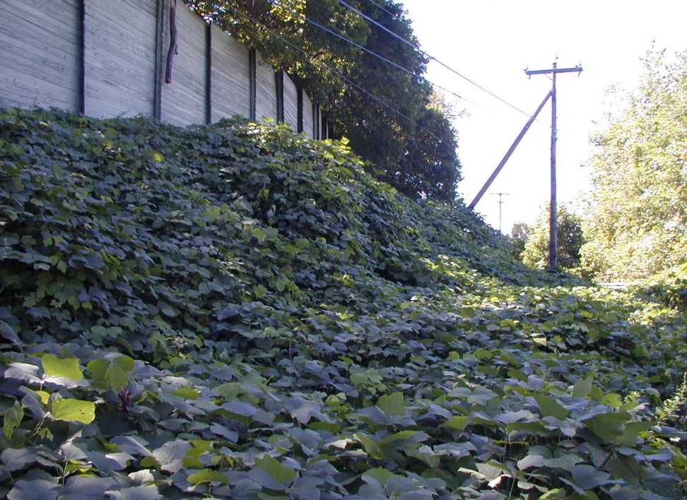 Early Detection & Research Lists | Connecticut Invasive Plant Working Group